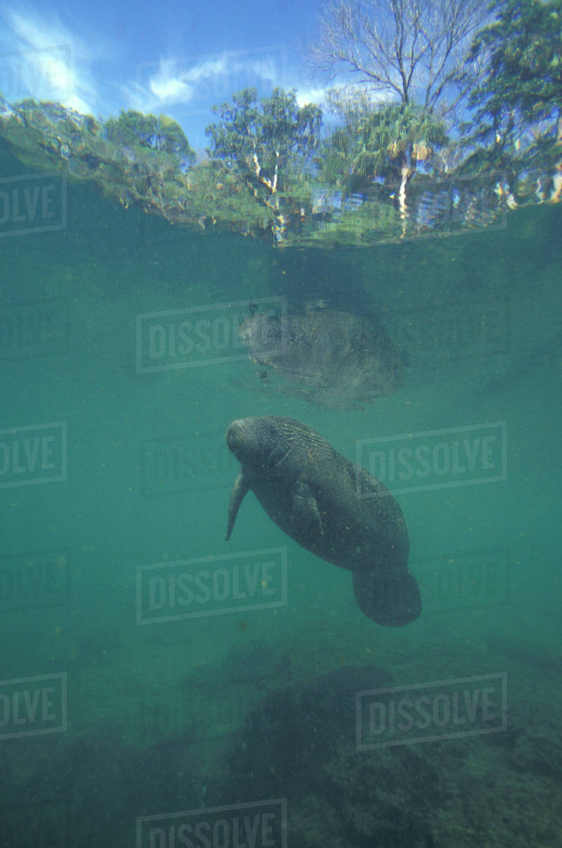 USA, FL, Manatee - Stock Photo - Dissolve