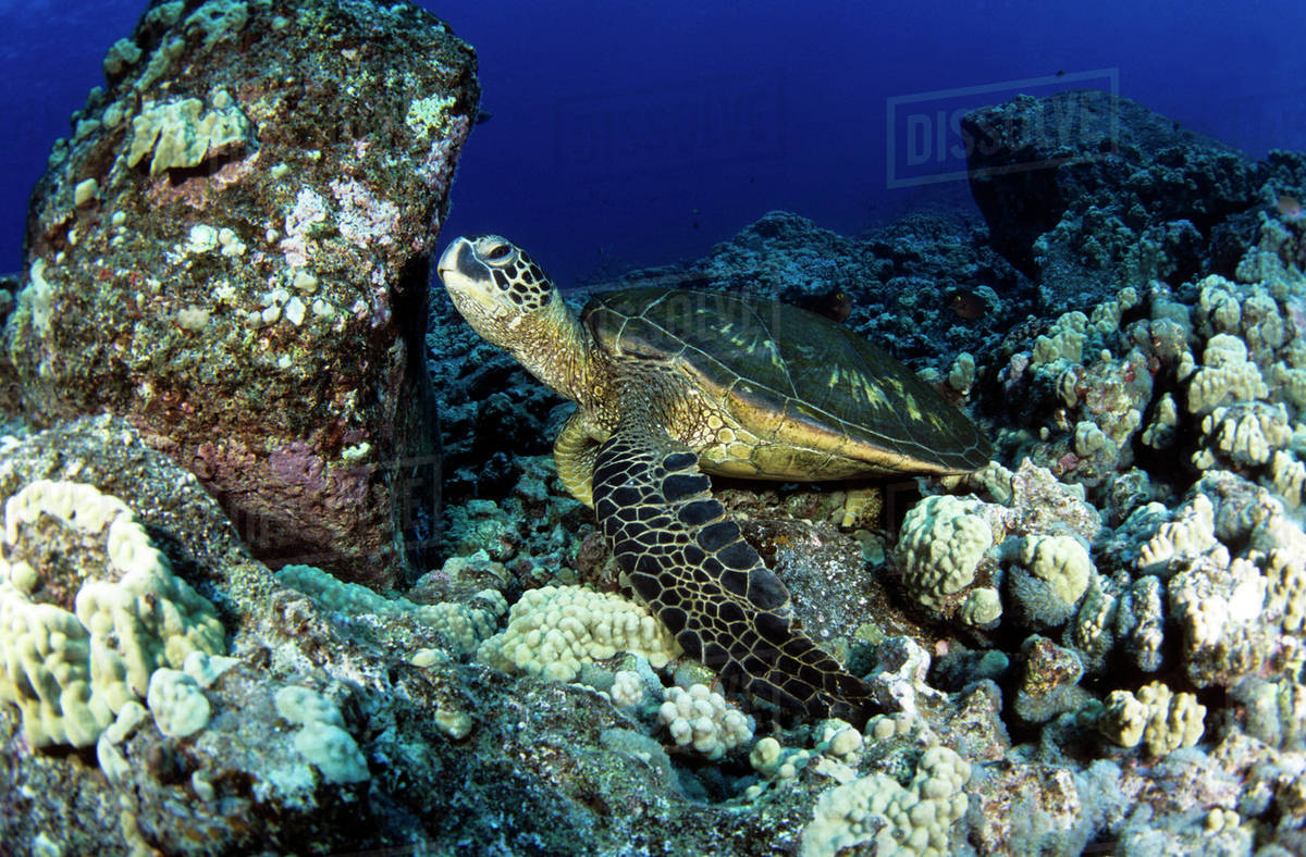 Green sea turtle, Hawaii - Royalty-free Stock Photo | Dissolve