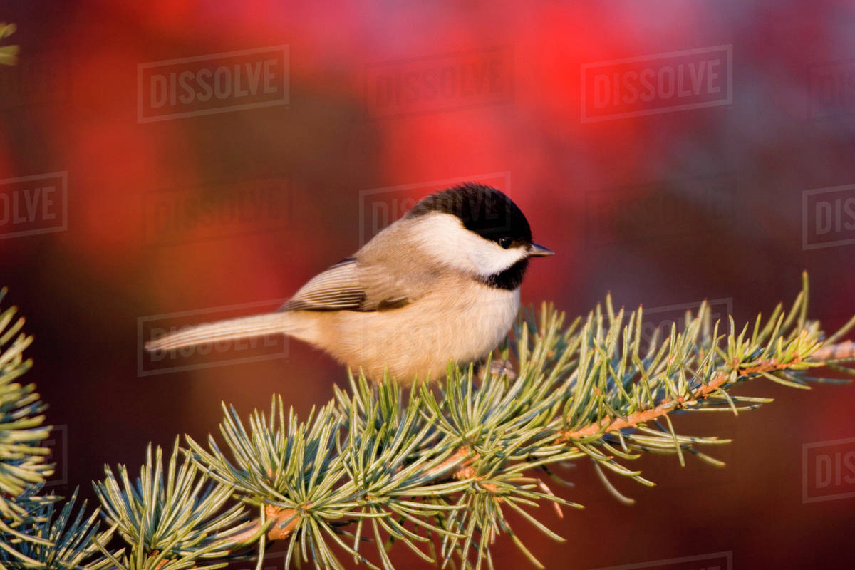 Carolina Chickadee (Poecile carolinensis) in Blue Atlas Cedar (Cedrus ...
