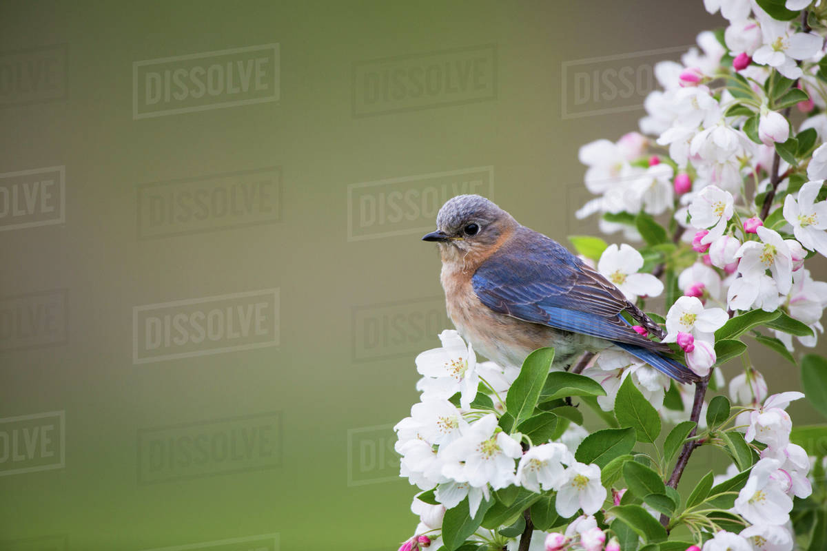 Eastern Bluebird (Sialia sialis) female in Crabapple tree (Malus sp ...