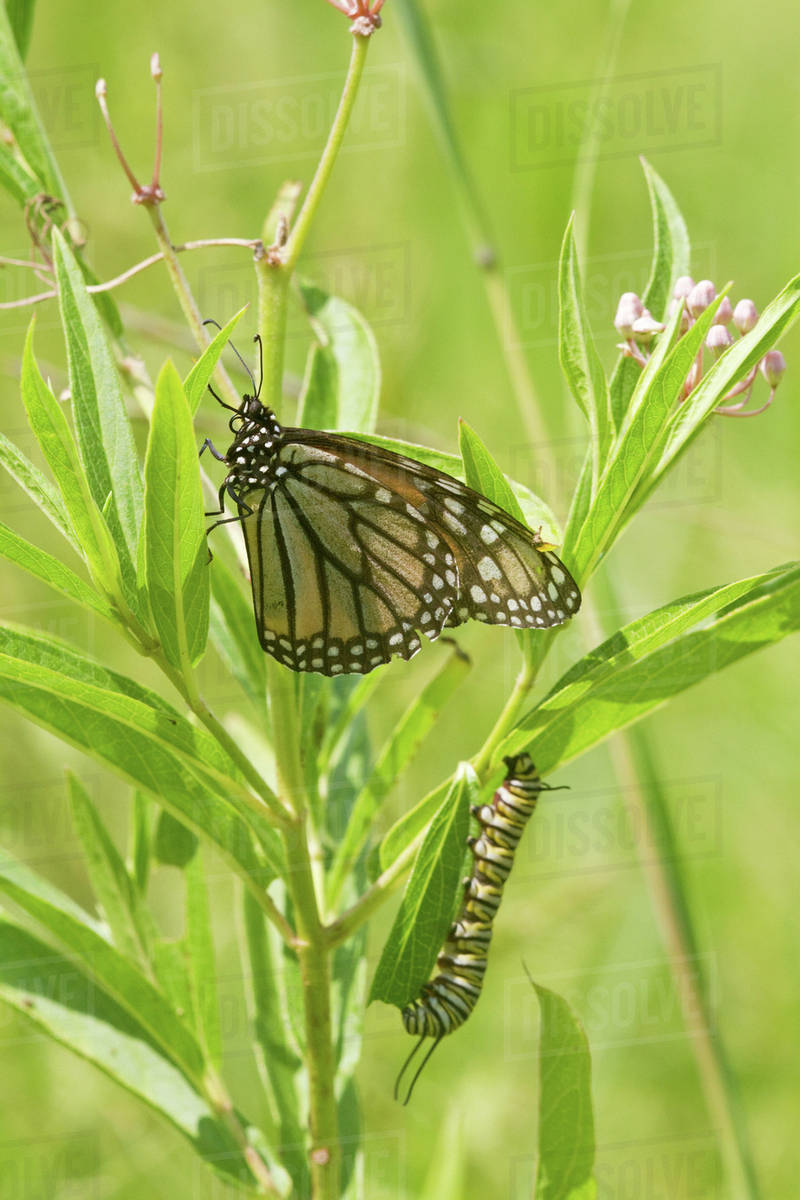 Monarch (Danaus plexippus) butterfly and caterpillar larva on host ...