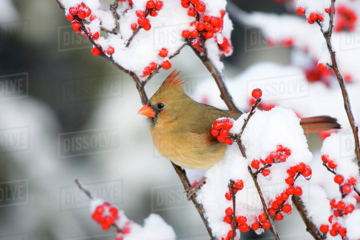 Northern Cardinal (Cardinalis cardinalis) female on Common Winterberry ...