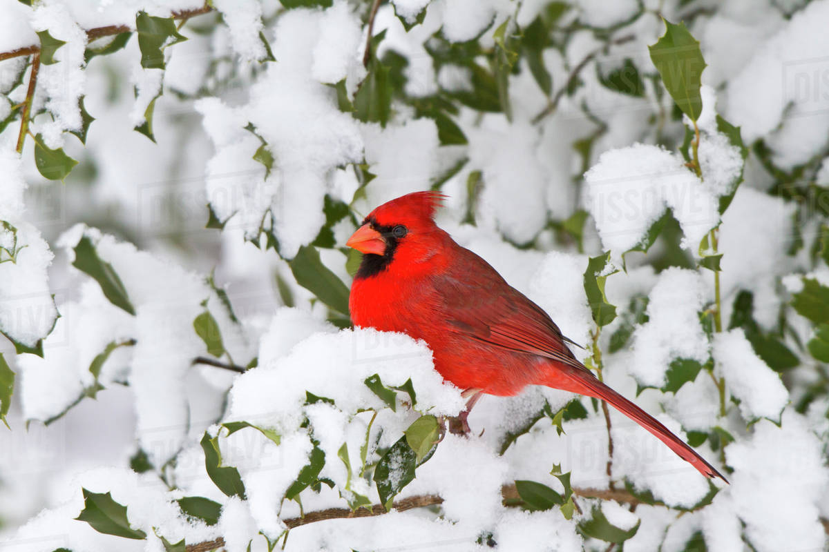 Northern Cardinal (Cardinalis cardinalis) male in American Holly (Ilex ...