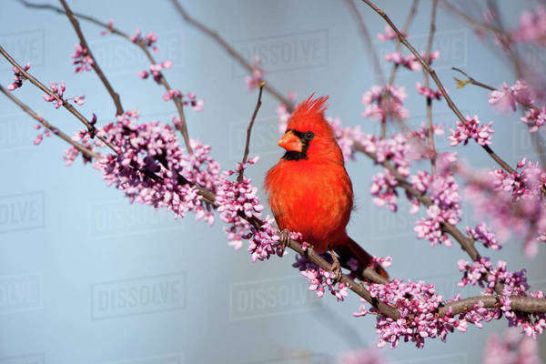 Northern Cardinal (Cardinalis cardinalis) male in Eastern Redbud ...