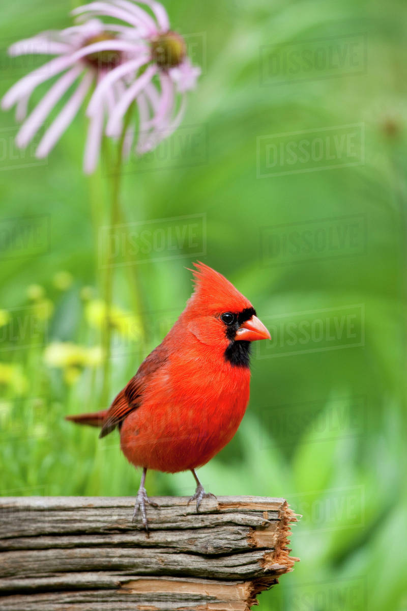 Northern Cardinal (Cardinalis cardinalis) male on fence post by pale ...