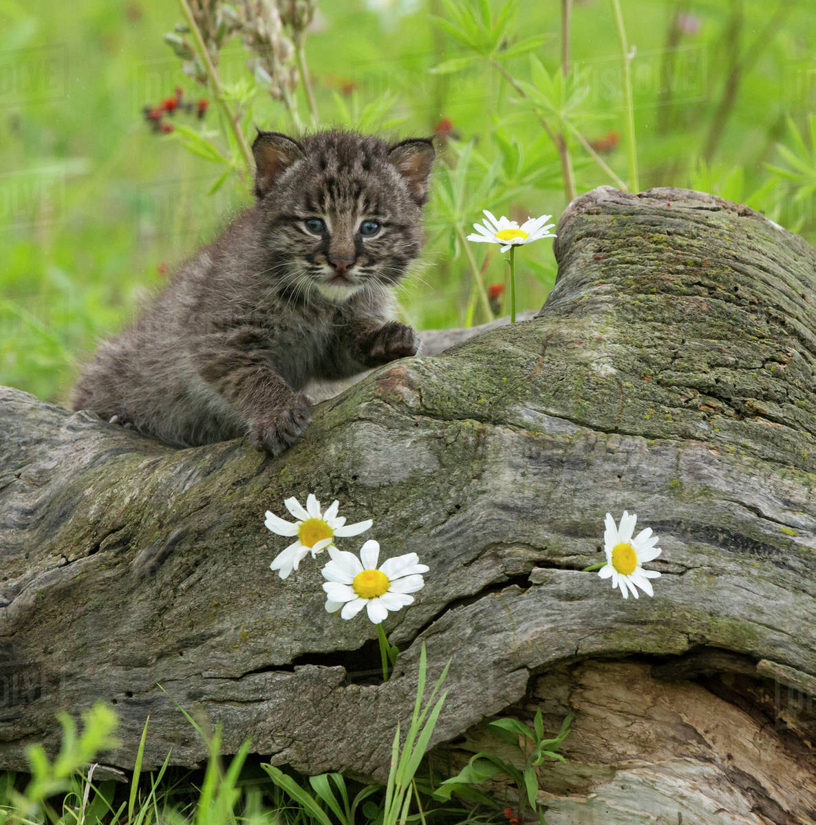 USA, Minnesota, Sandstone, Minnesota Wildlife Connection. Bobcat kitten ...