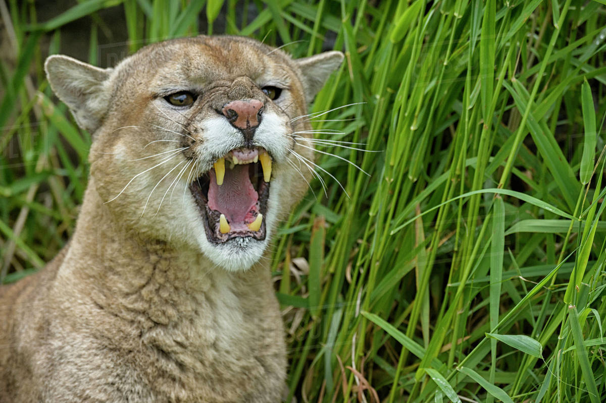 USA, Minnesota, Sandstone, Minnesota Wildlife Connection. Headshot of ...