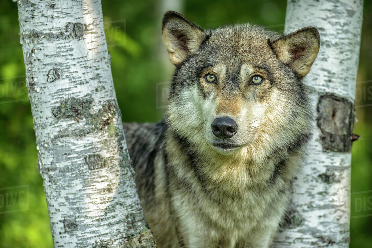 USA, Minnesota, Sandstone, Minnesota Wildlife Connection. Close-up of ...