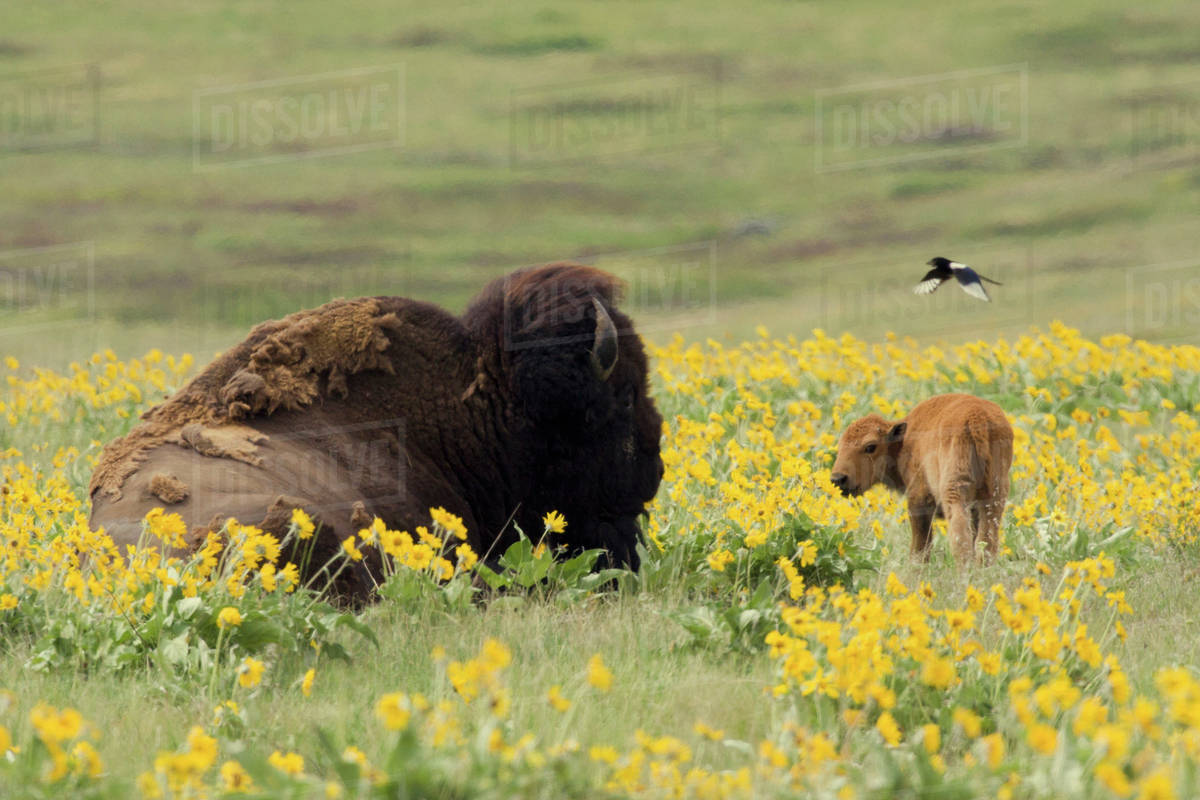 Bison Bull and calf, magpie - Royalty-free Stock Photo | Dissolve