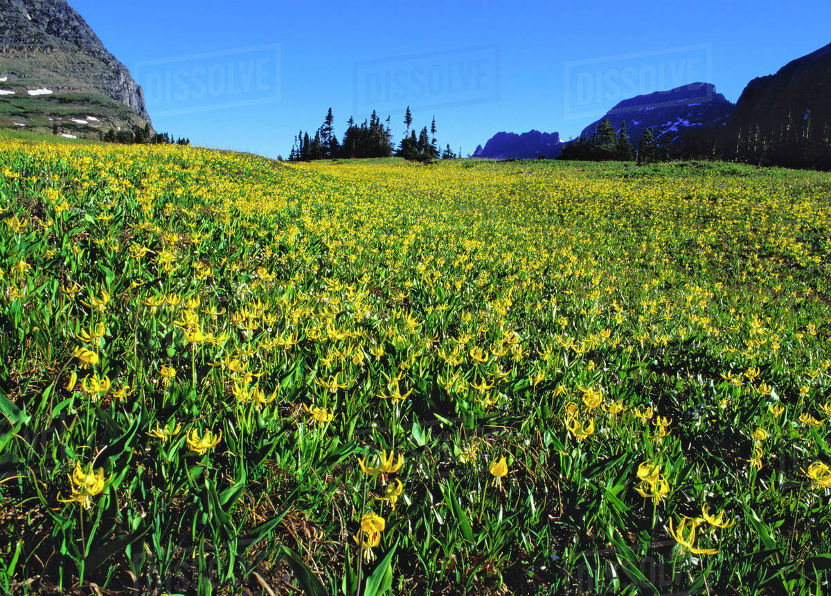 USA, Montana, Glacier National Park. Glacier lilies form the foreground ...