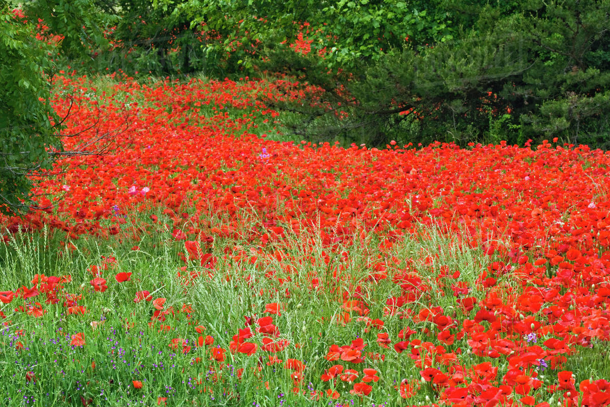 Field of hybrid poppy flowers planted along roadway, North Carolina ...