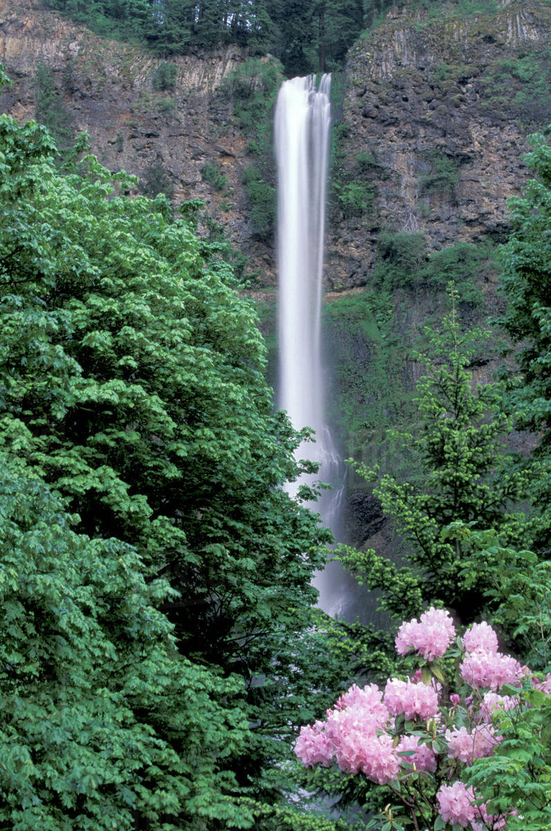 USA, Columbia River Gorge, Oregon. Multnomah Falls with rhododendrons ...