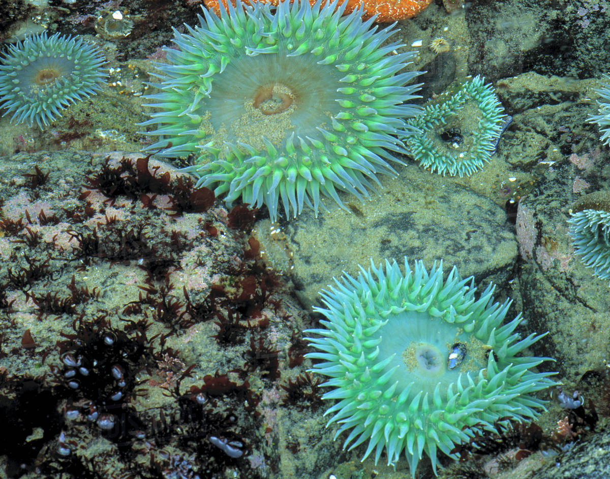 USA, Oregon, Nepture SP. Jewel-toned sea anemones cover the living ...