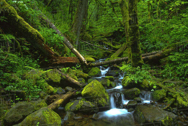 Temperate Rainforest Stream in Columbia River Gorge National Scenic ...