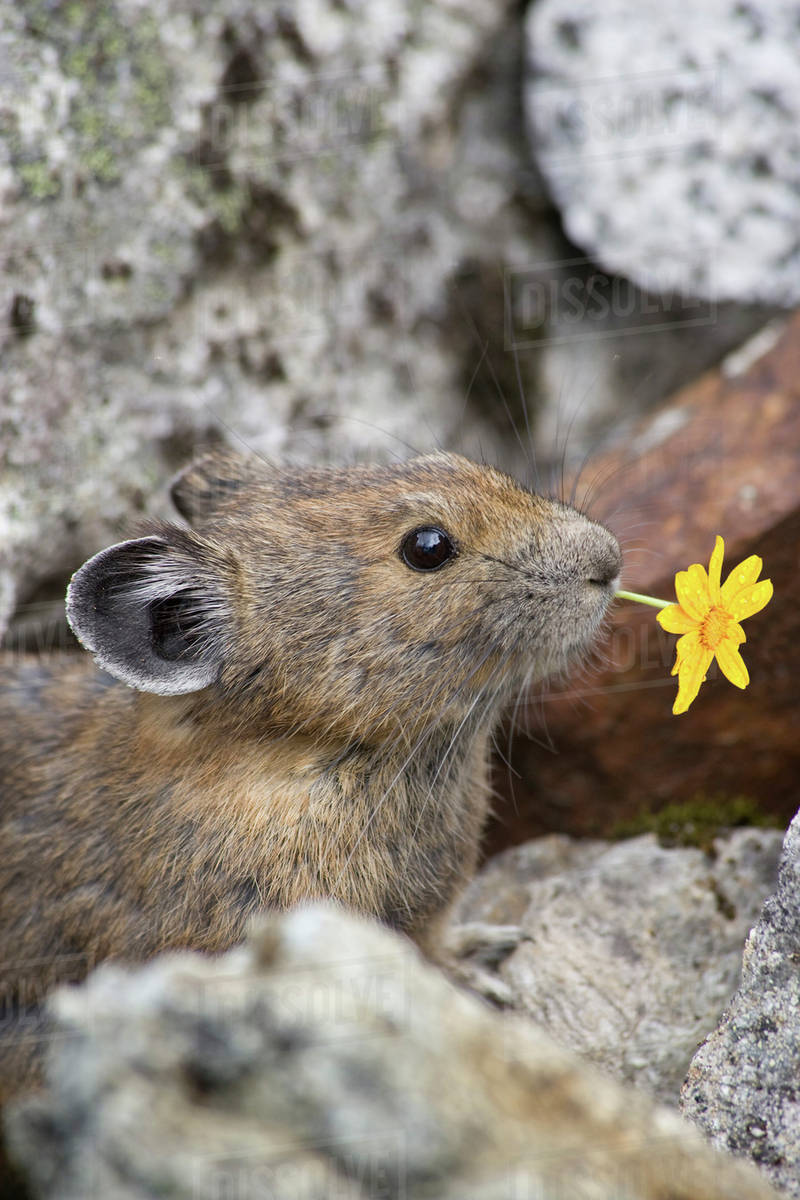 USA, Washington, North Cascades National Park, Cascade Pass. Pika with ...