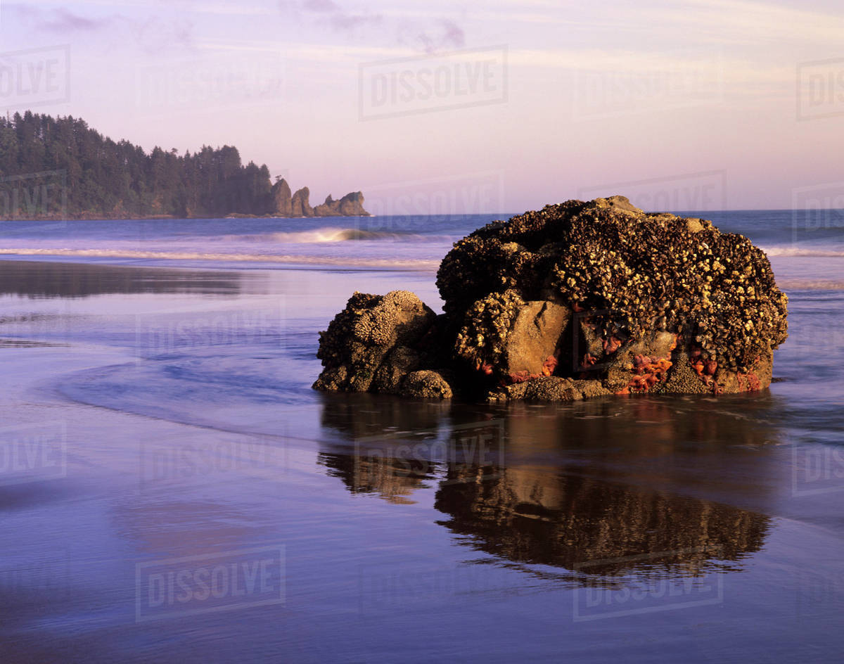 WA, Olympic National Park, Second Beach with tidepools and seastacks ...