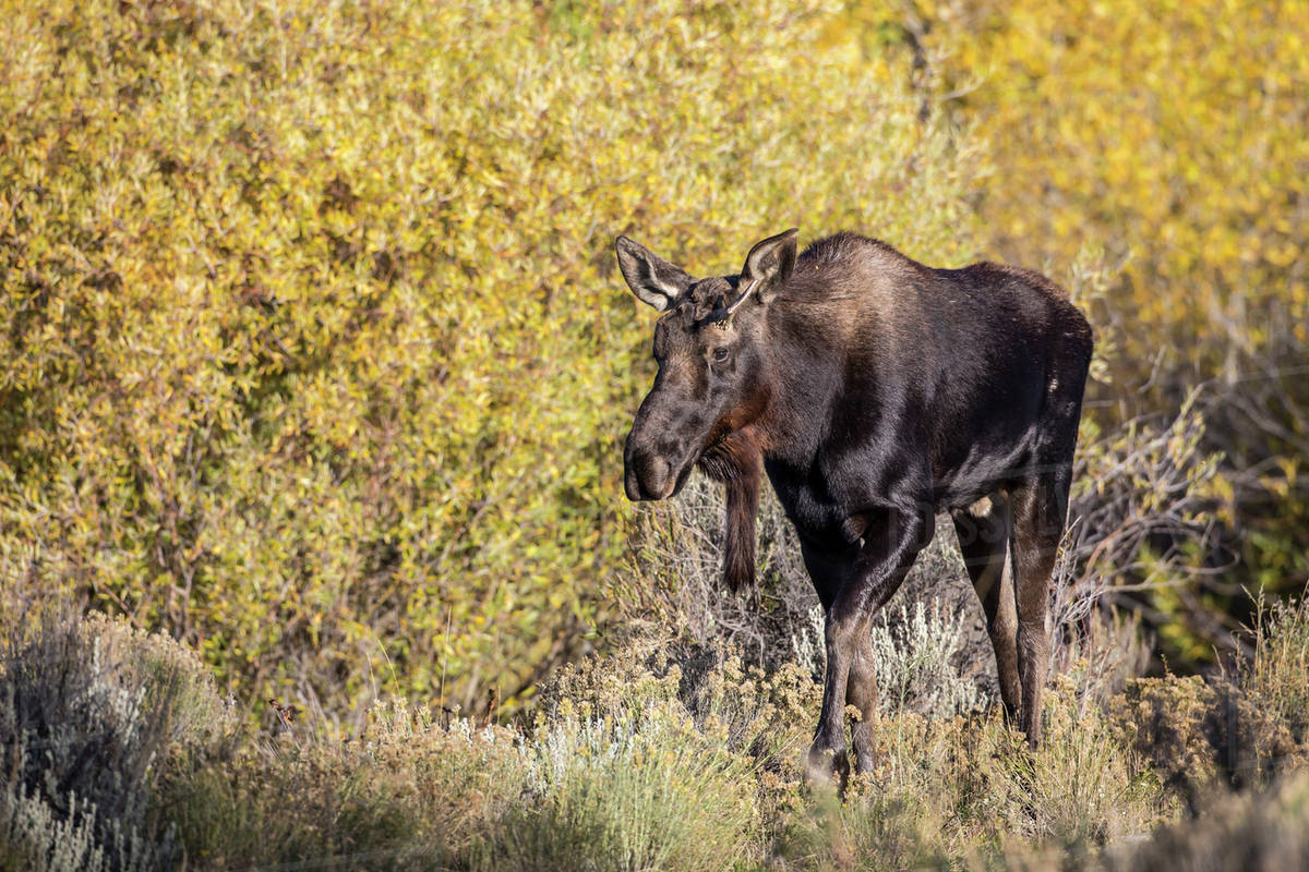 USA, Wyoming, Sublette County, Young bull moose walking amongst fall ...