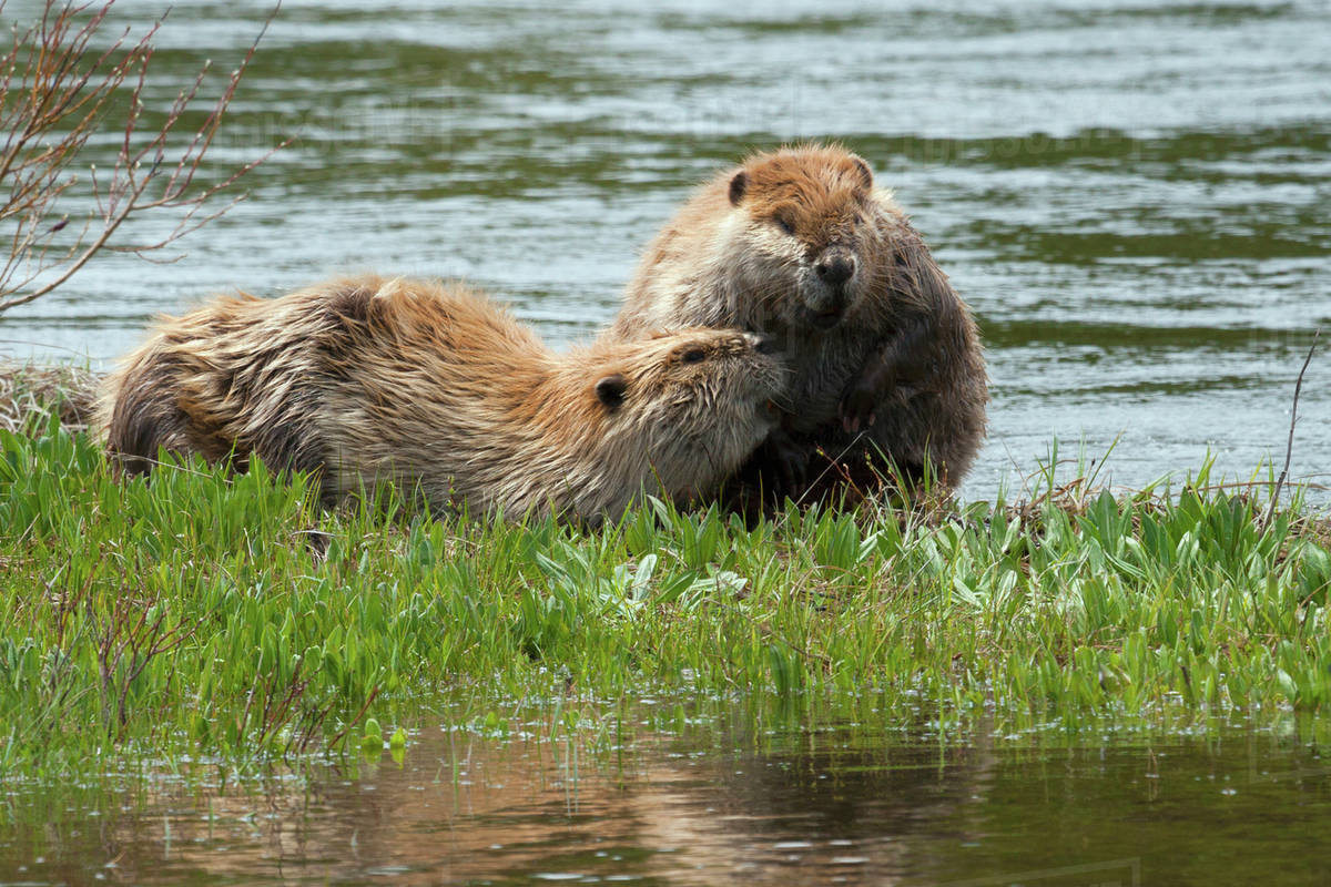 Beaver Pair Resting - Royalty-free Stock Photo | Dissolve