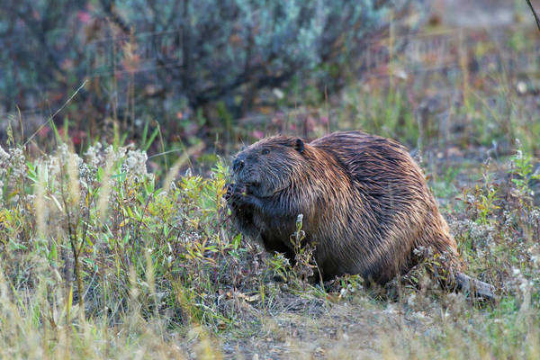 Beaver Foraging in Autumn - Royalty-free Stock Photo | Dissolve