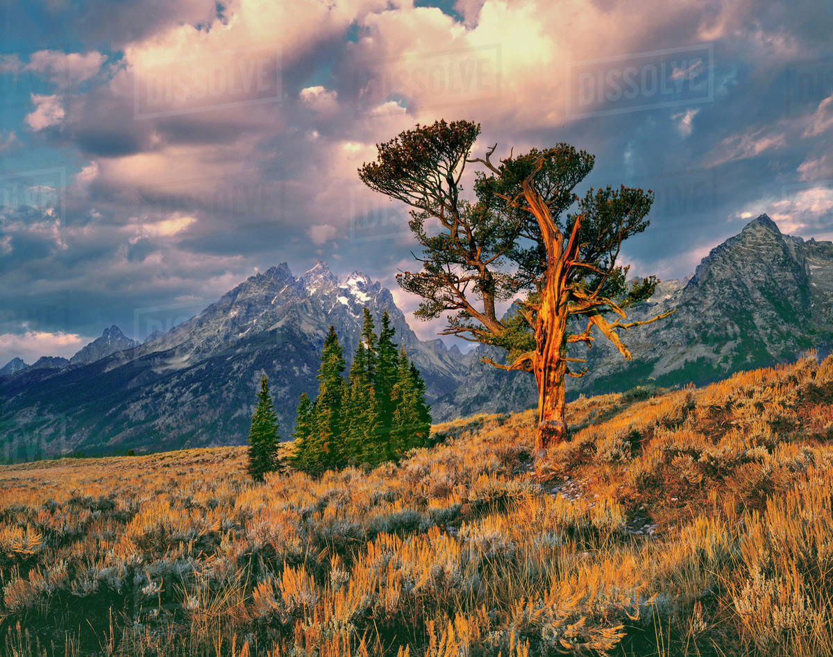 USA, Wyoming, Grand Teton National Park. Sunrise greets a lone cedar ...