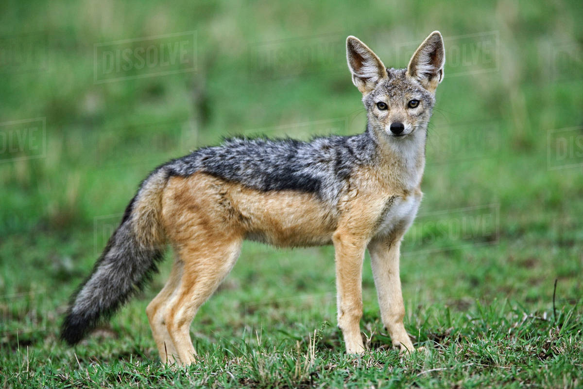 Black-backed Jackal, Canis mesomelas, Masai Mara, Kenya - Royalty-free Stock Photo | Dissolve