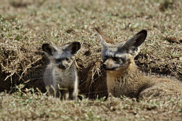 Young Bat-eared Foxes, Otocyon megalotis, Masai Mara, Kenya - Royalty ...