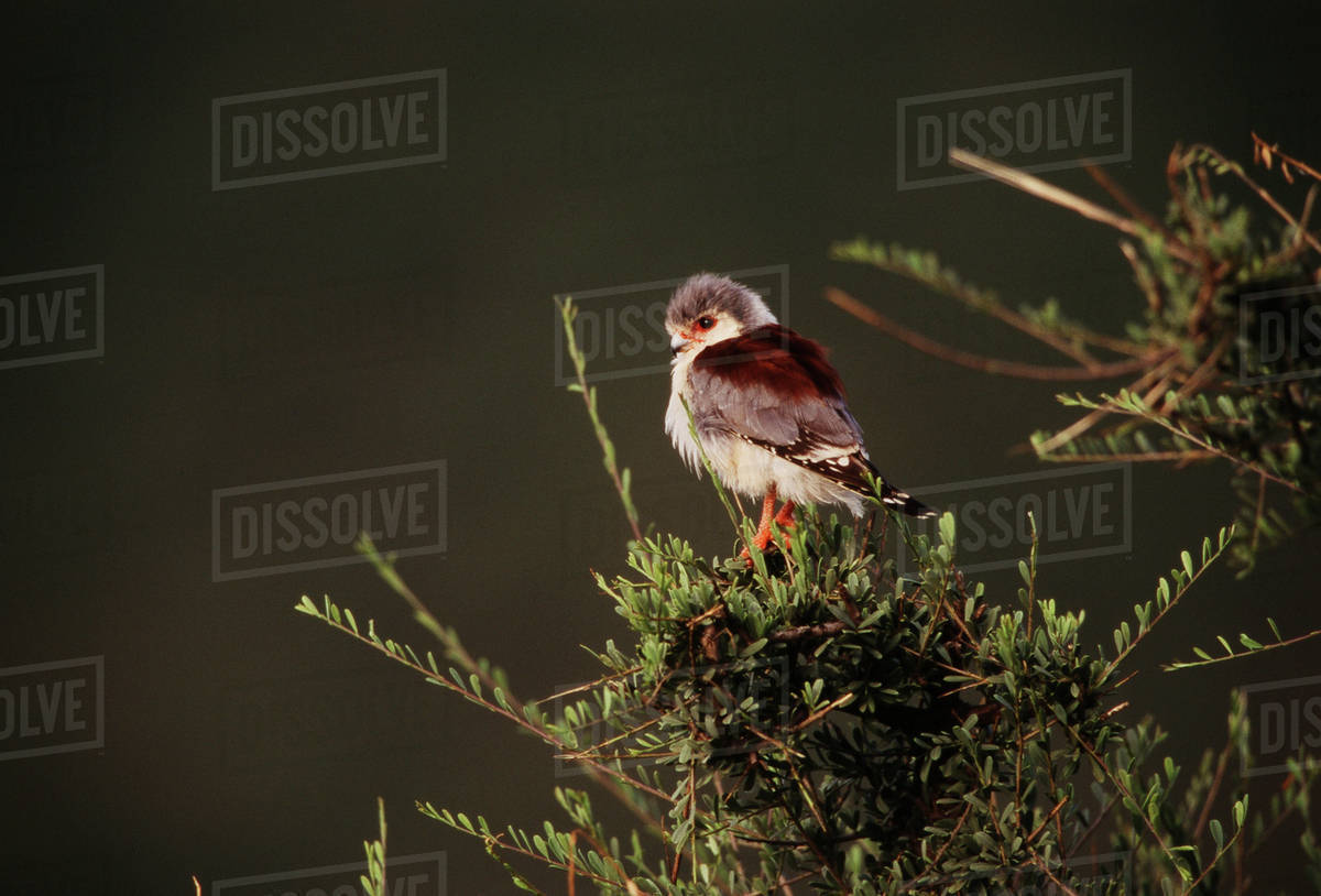 Kenya, Female Pygmy Falcon (Polihierax Semitorquatus) - Royalty-free ...