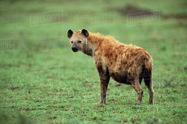 Kenya, Maasai Mara National Reserve, Pregnant Spotted Hyena looking ...