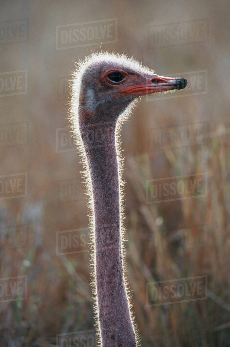 Kenya, Male Ostrich neck and head (Struthio camelus) - Stock Photo ...