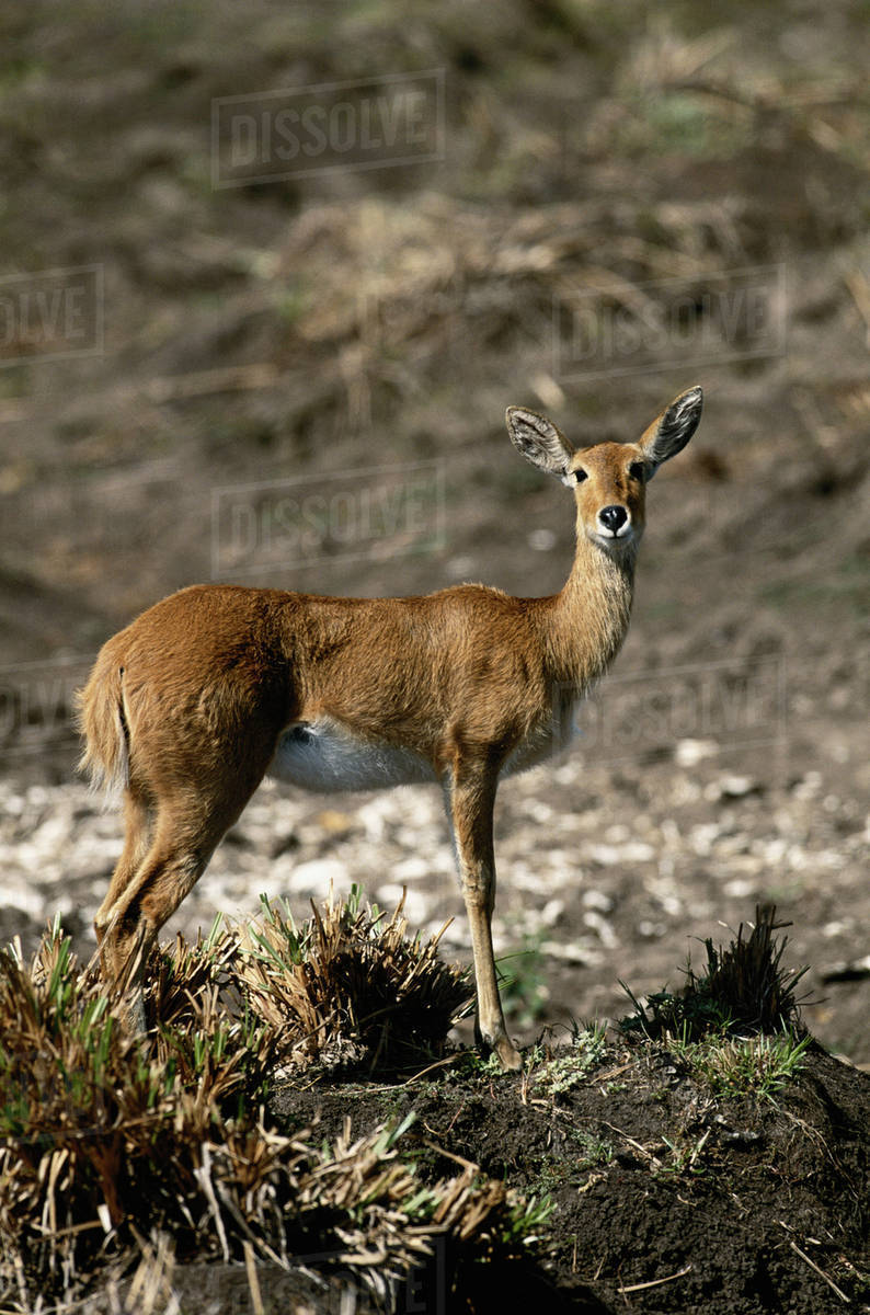 Kenya, Reedbuck in Maasai Mara National Reserve - Royalty-free Stock ...