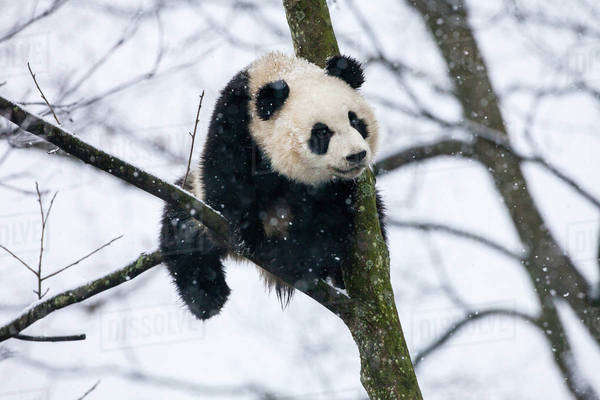China, Chengdu Panda Base. Baby giant panda in tree. - Royalty-free ...