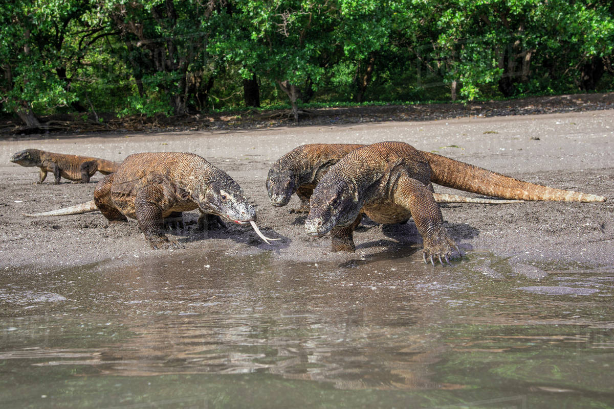 Indonesia, Rinca Island, Komodo National Park. Komodo dragons on beach ...