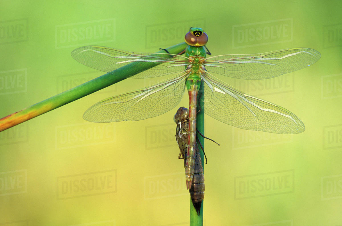 Canada, Ontario. Green darner dragonflies on stem. - Royalty-free Stock ...