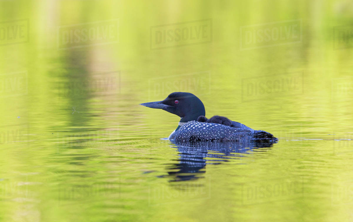 Canada, Quebec, Eastman. Common loon with sleeping chick on back ...