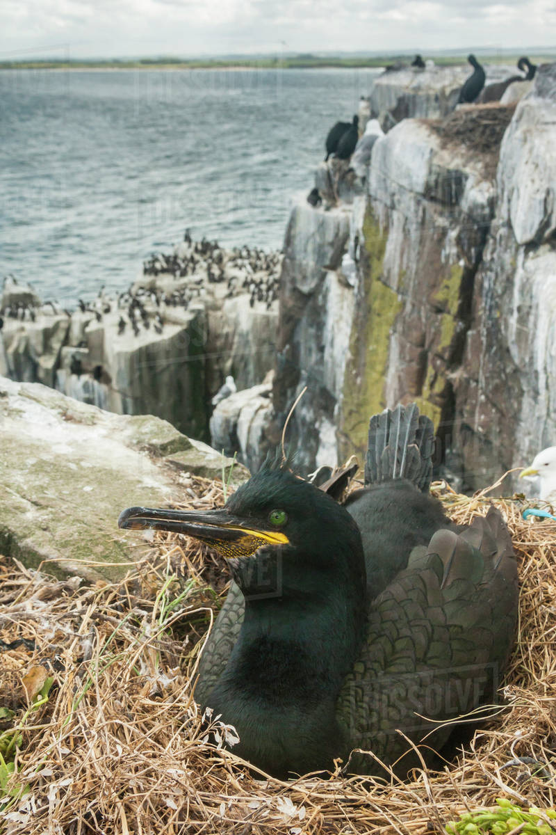 Europe, England, Farne Islands. European shag on nest. - Stock Photo ...