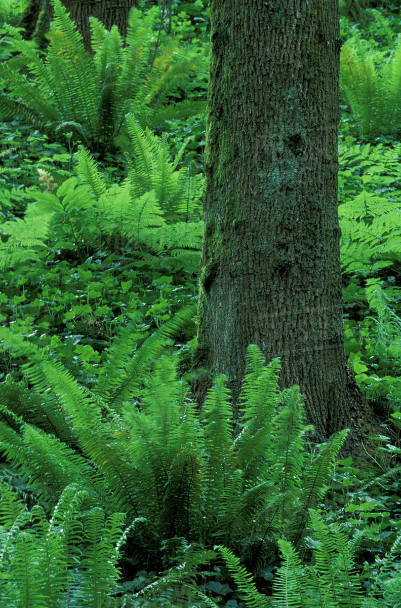USA, Oregon, Columbia River Gorge. Ferns at base of tree - Stock Photo ...