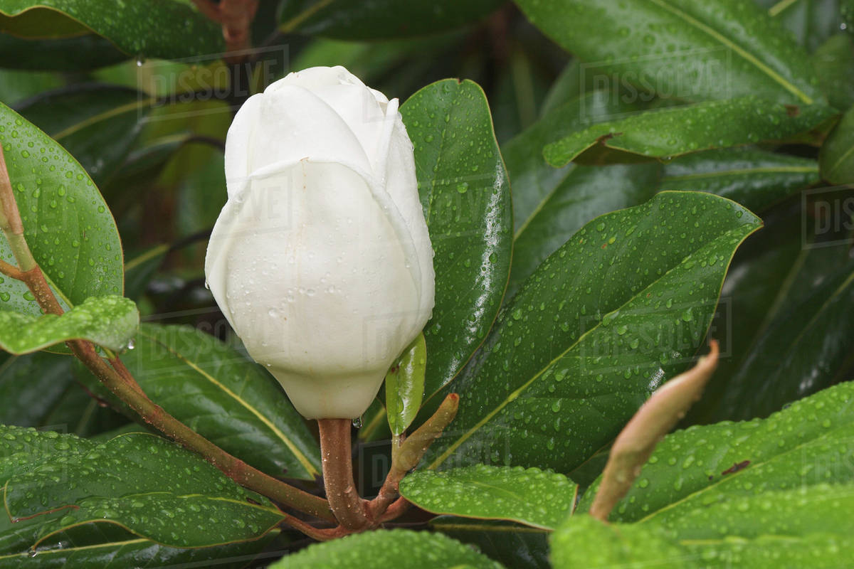 Saucer Magnolia, Magnolia soulangiana - Royalty-free Stock Photo | Dissolve