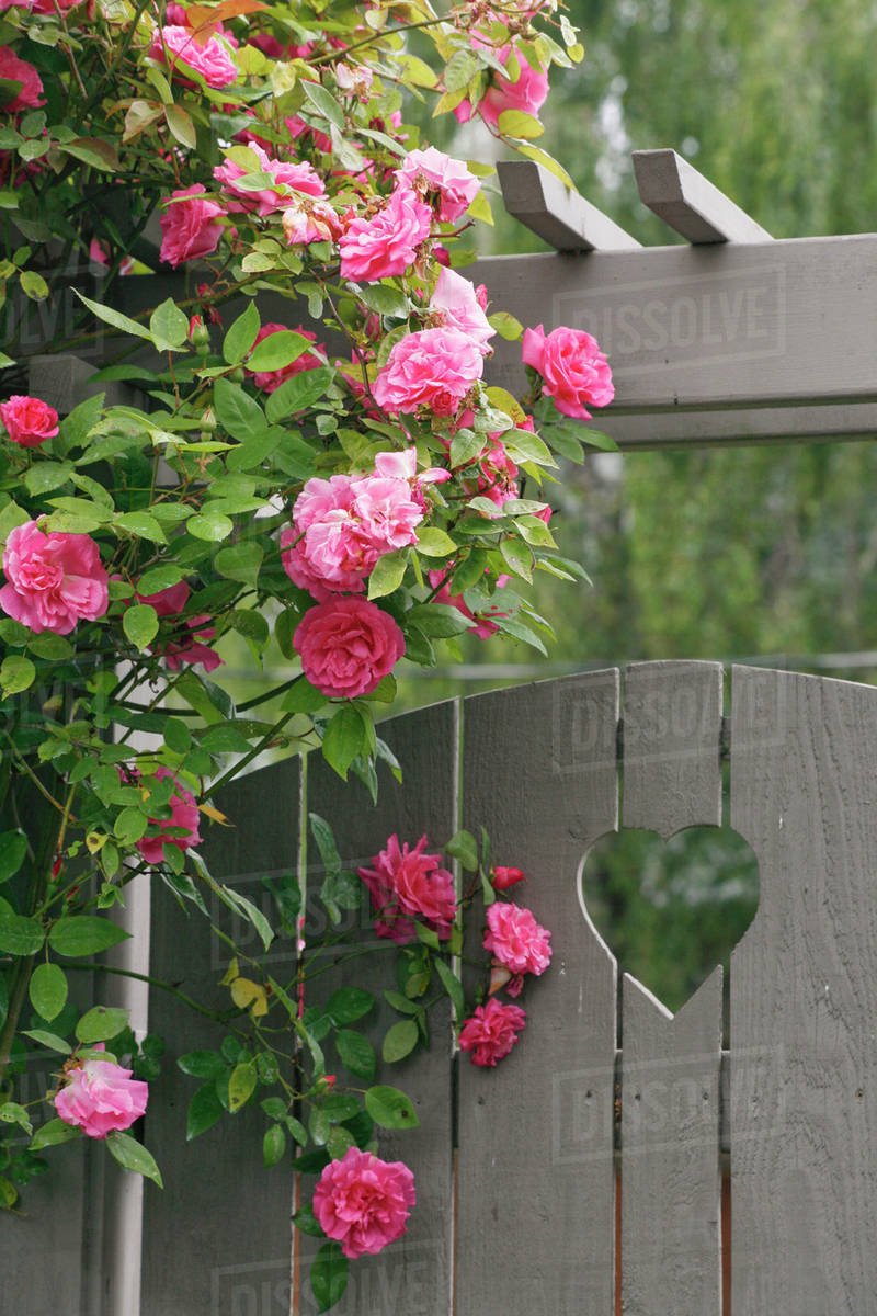 Garden gate with roses growing over it. - Stock Photo - Dissolve