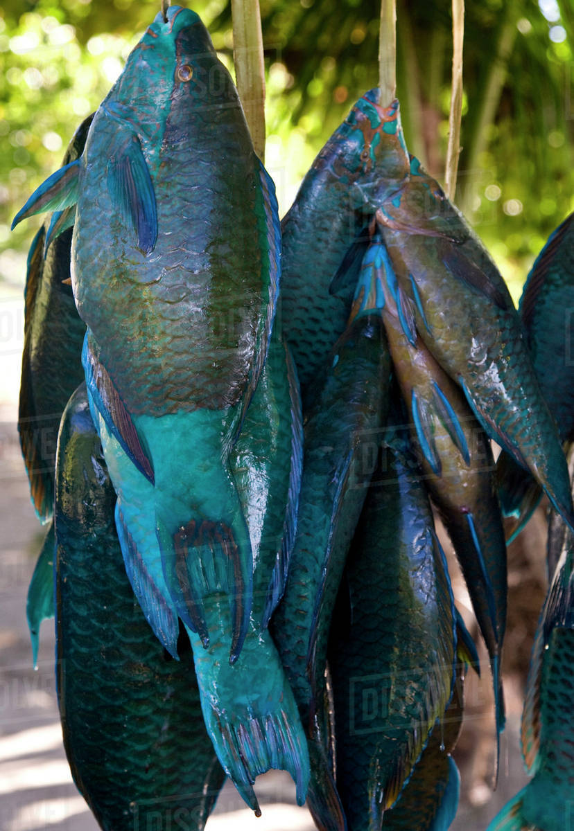 French Polynesia, Moorea. Parrot fish on stringers for sale. - Royalty ...