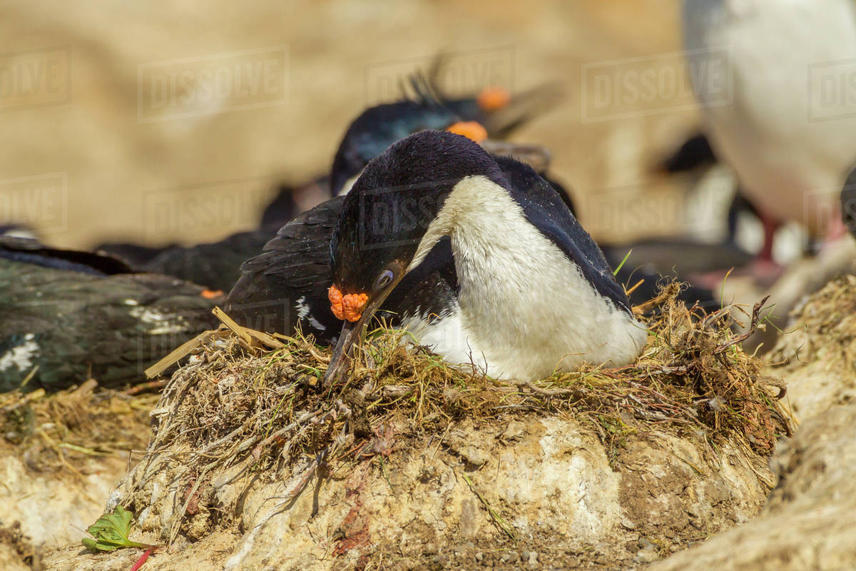 Falkland Islands, Carcass Island. Imperial shag touching up nest ...