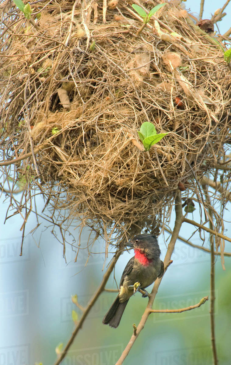 Mexico, Tamaulipas State. Male rose-throated becard beneath nest ...