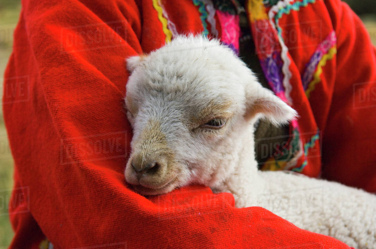 Peru, Tambomachay, Close-up of lamb held by girl in colorful native ...