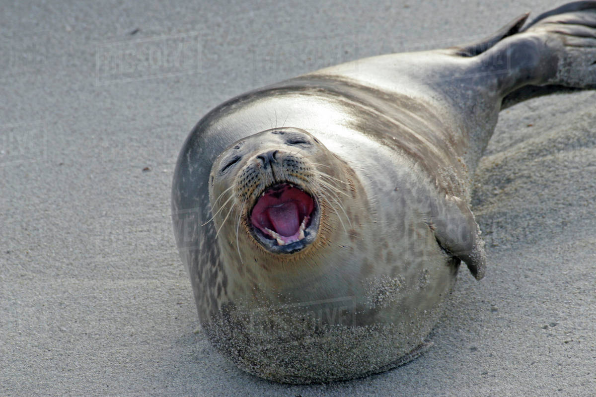 USA, California, San Diego County. Harbor seal yawning on beach ...