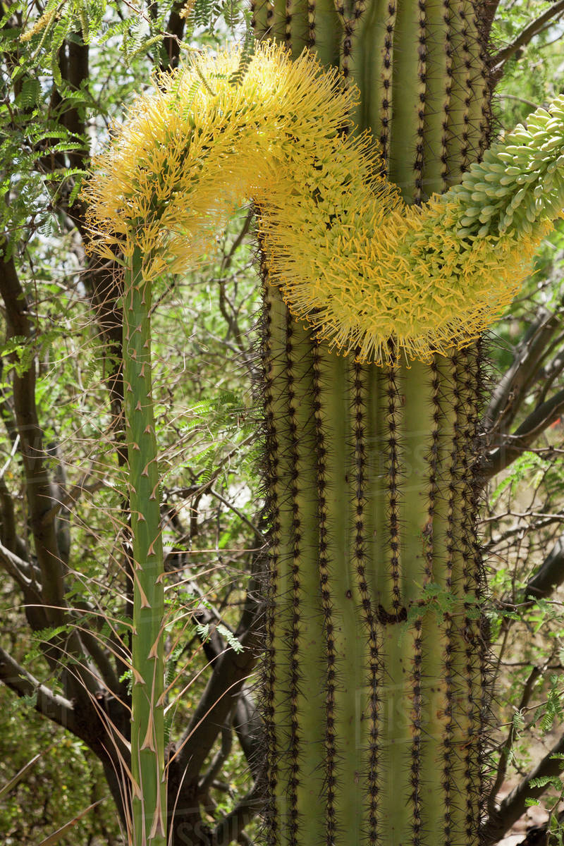 USA, Arizona, Tucson, Arizona-Senora Desert Museum. Octopus agave bloom ...