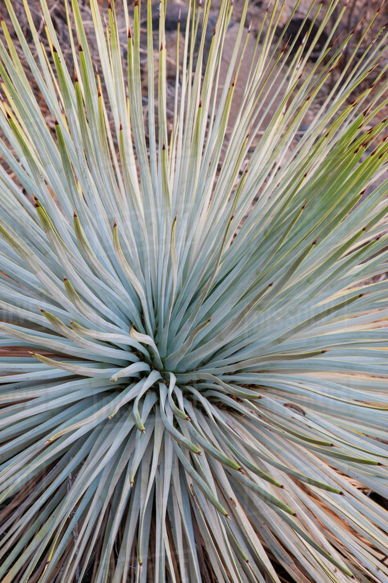 USA, Arizona, Grand Canyon National Park. Close-up of Whipple's yucca ...