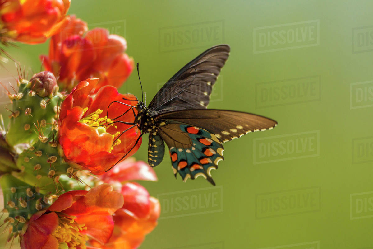 USA, Arizona, Sonoran Desert. Pipevine swallowtail butterfly on blossom ...
