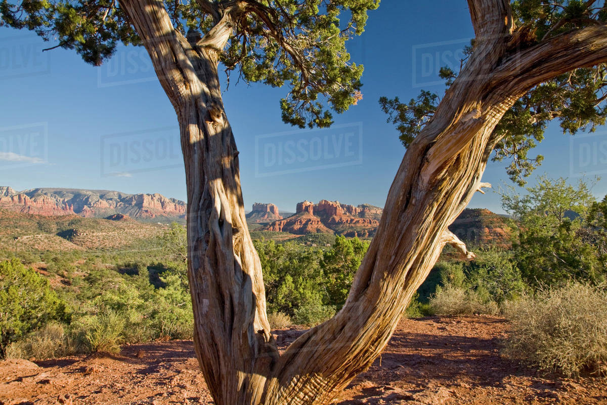 AZ, Arizona, Sedona, Red Rock Country, Old Juniper tree, Cathedral Rock ...