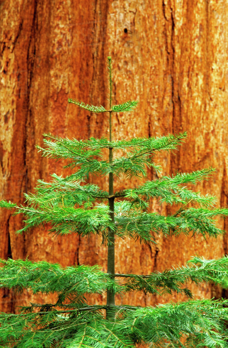 USA, California, Yosemite National Park. Young Sequoia tree in the ...