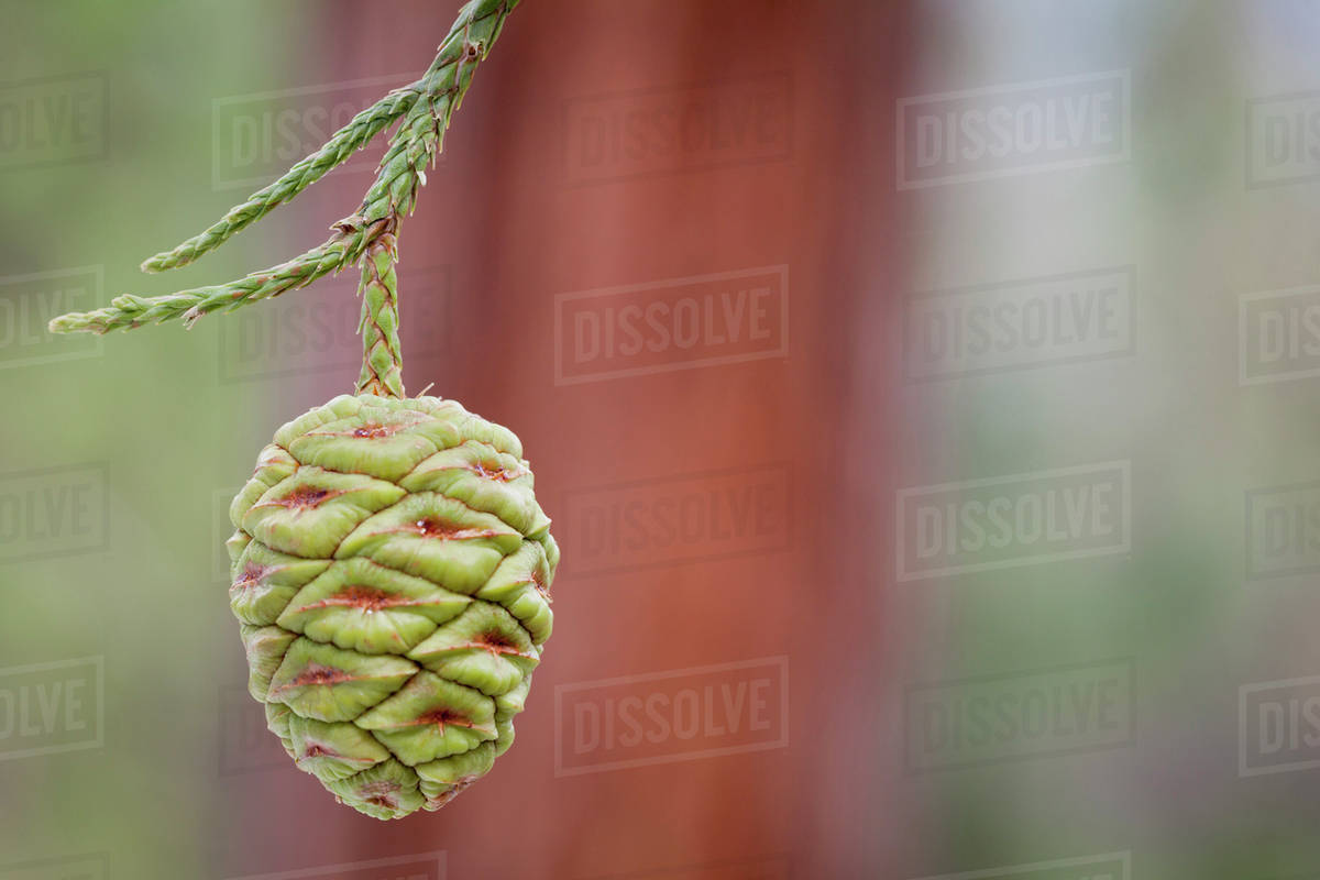 USA, California, Sequoia National Park. Giant sequoia tree cone ...