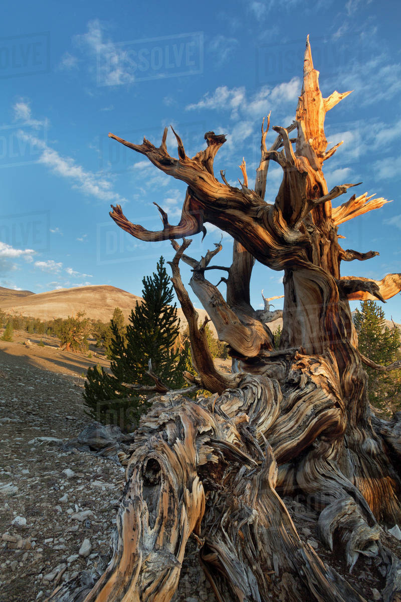USA, California, Inyo National Forest. Close-up of tree in Ancient ...